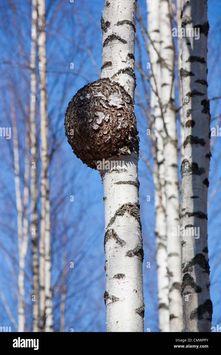 Tree bulbous trunk hi-res stock photography and images - Alamy