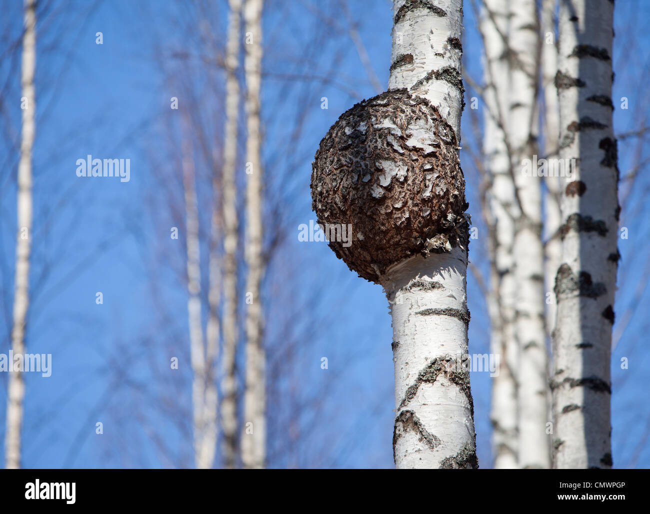 Tree Bulbous Trunk Stock Photos & Tree Bulbous Trunk Stock Images - Alamy