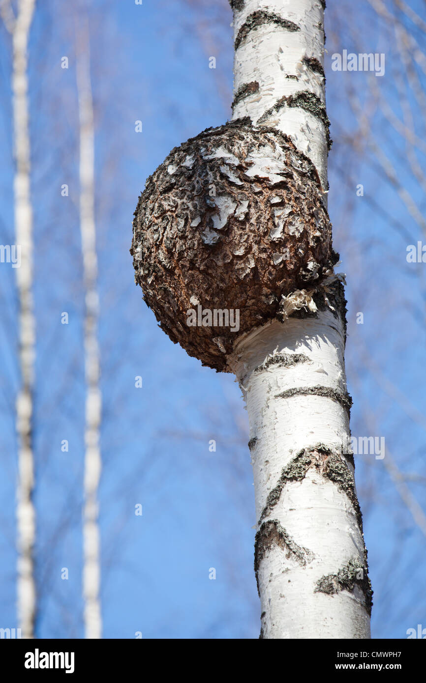 Birch gnarl hi-res stock photography and images - Alamy