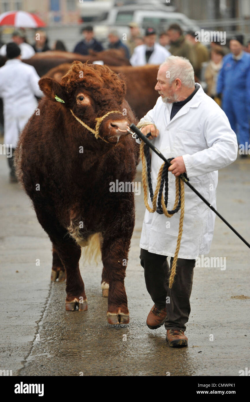 Farmers parading Luing bulls a native Scottish breed prior to a sale at ...