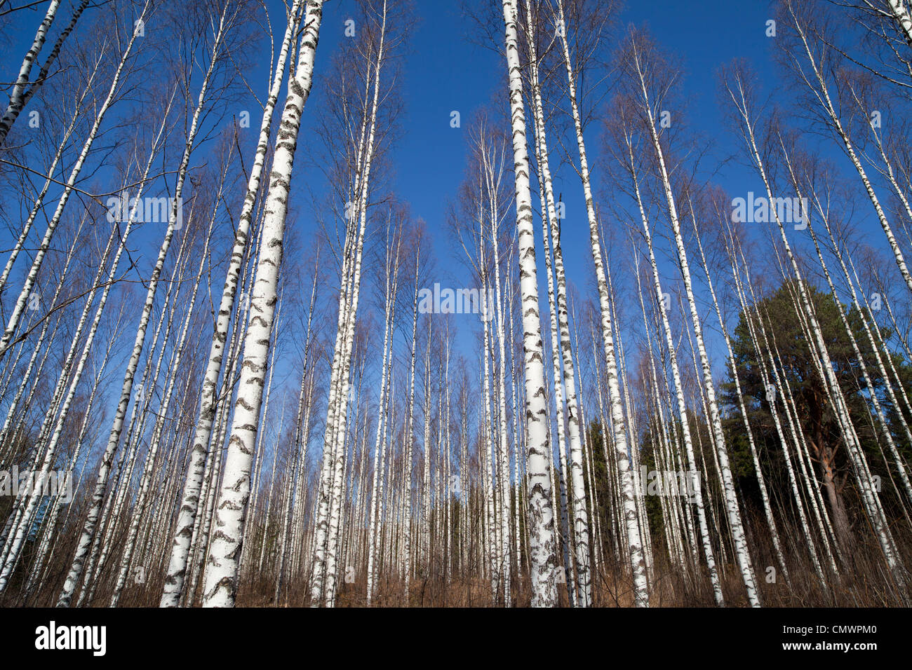 Leafless birch ( betula ) trees at Spring , Finland Stock Photo - Alamy