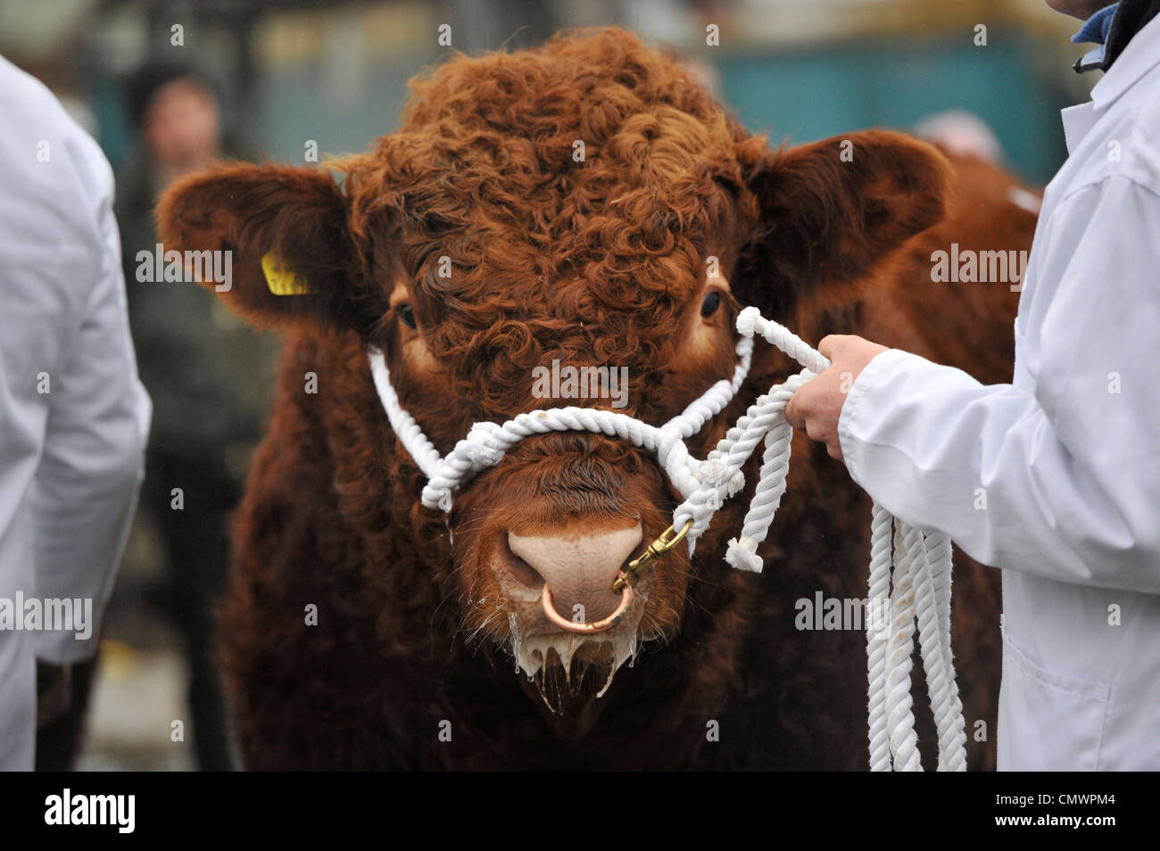 Scottish bull hi-res stock photography and images - Alamy