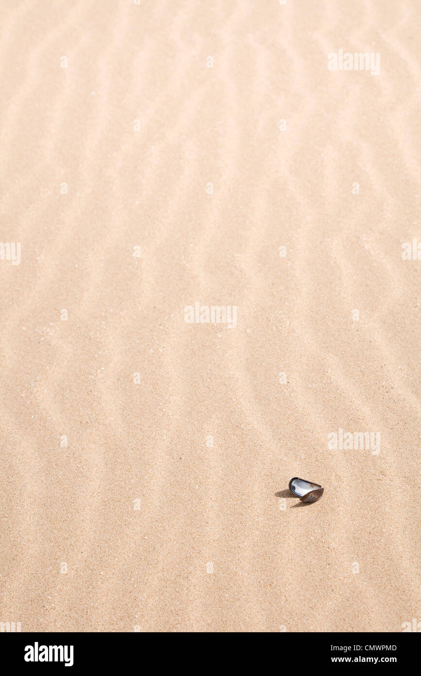 Seashell on a sandy beach with ripple pattern Stock Photo - Alamy