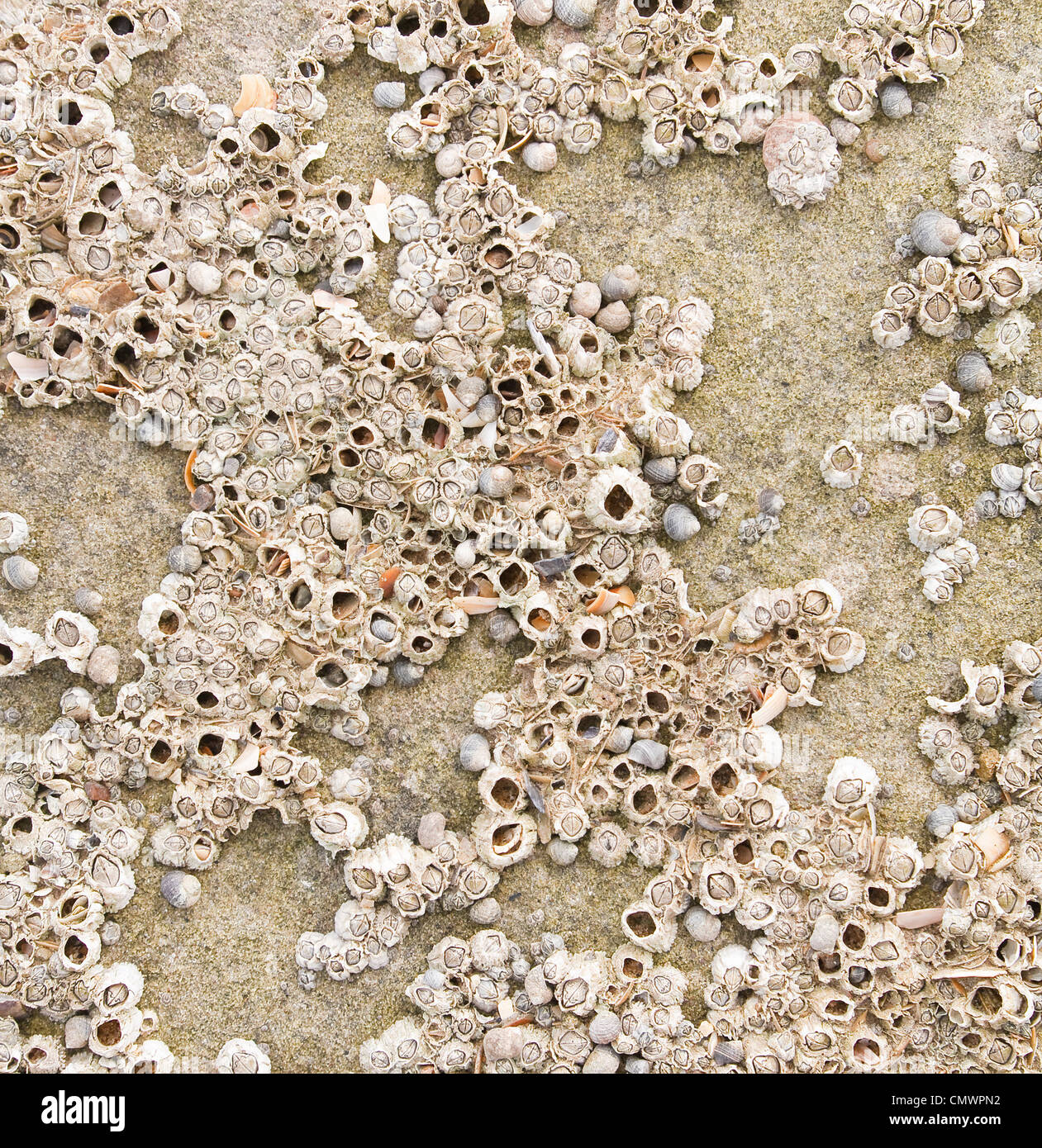 Closeup of barnacles on a rock, ideal for a coast-themed texture Stock ...