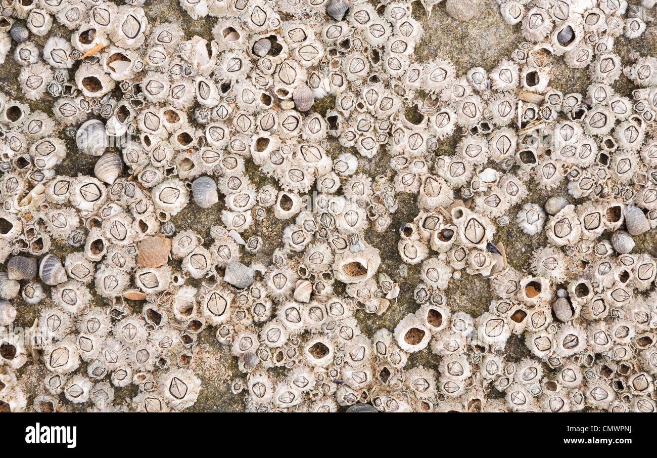 Barnacles at the beach on a rock, ideal for a marine texture or background Stock Photo - Alamy