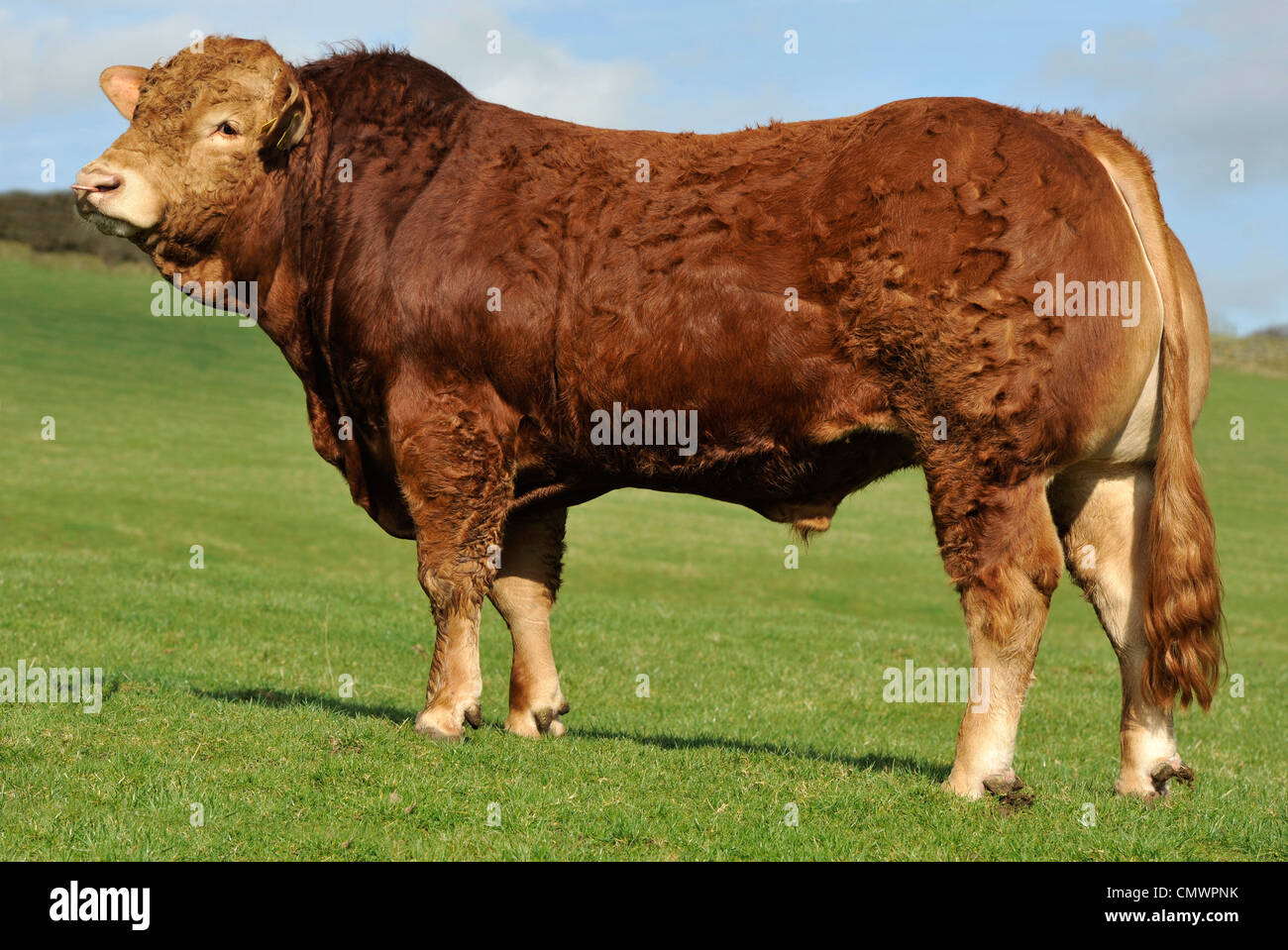 Limousin beef hi-res stock photography and images - Alamy