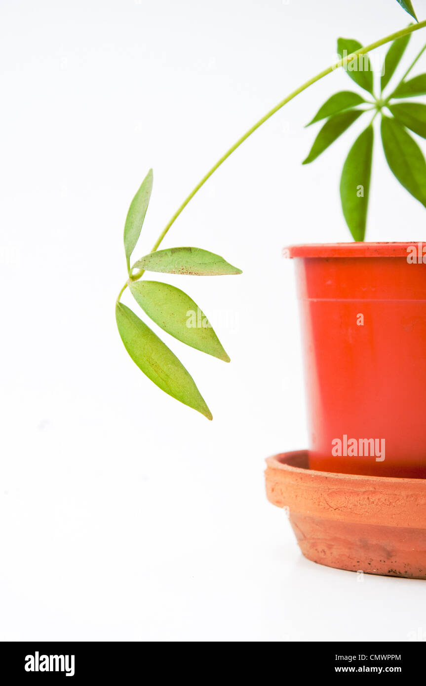 Simple pot plant hi-res stock photography and images - Alamy
