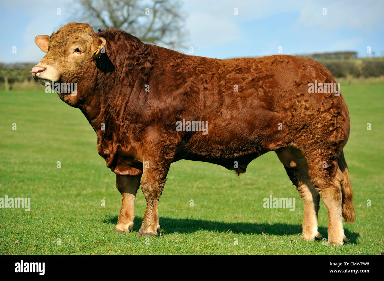 Bull cow field hi-res stock photography and images - Alamy