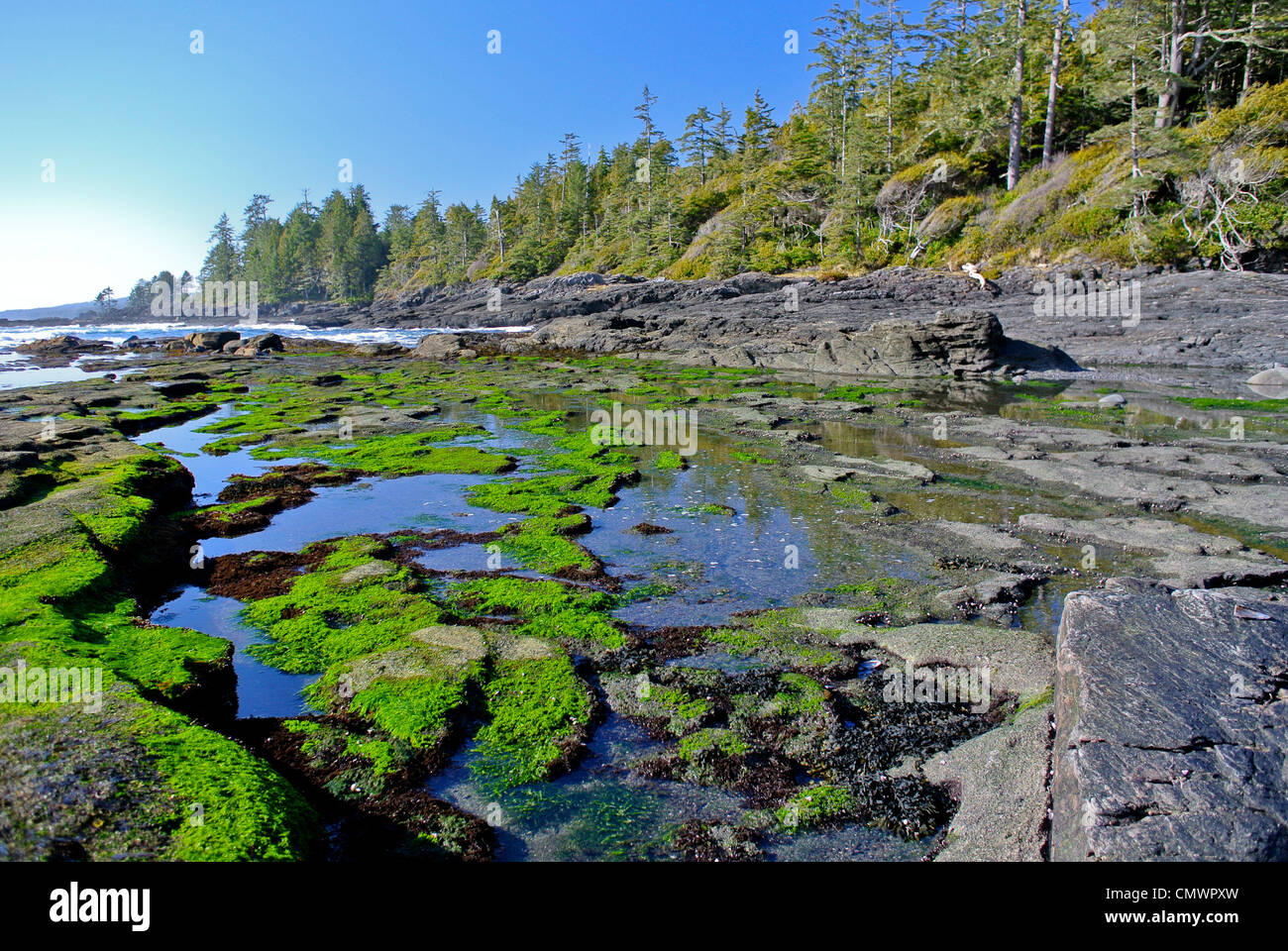 Botanical Beach, British Columbia Stock Photo - Alamy