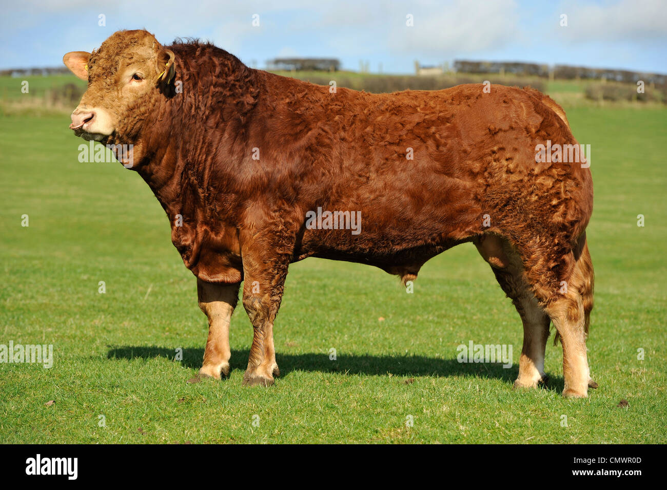 Bull field hi-res stock photography and images - Alamy