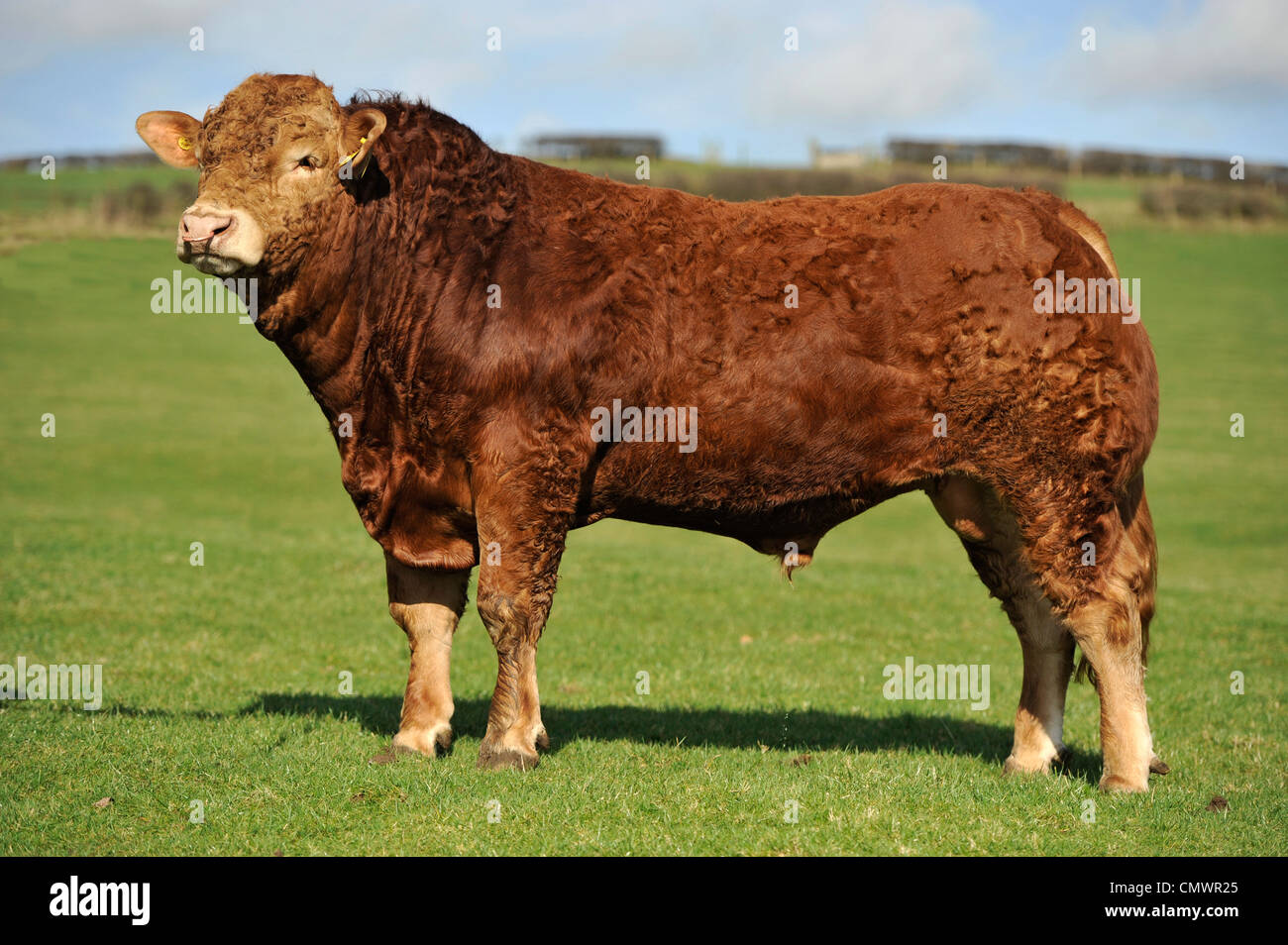 Male cow bull hi-res stock photography and images - Alamy