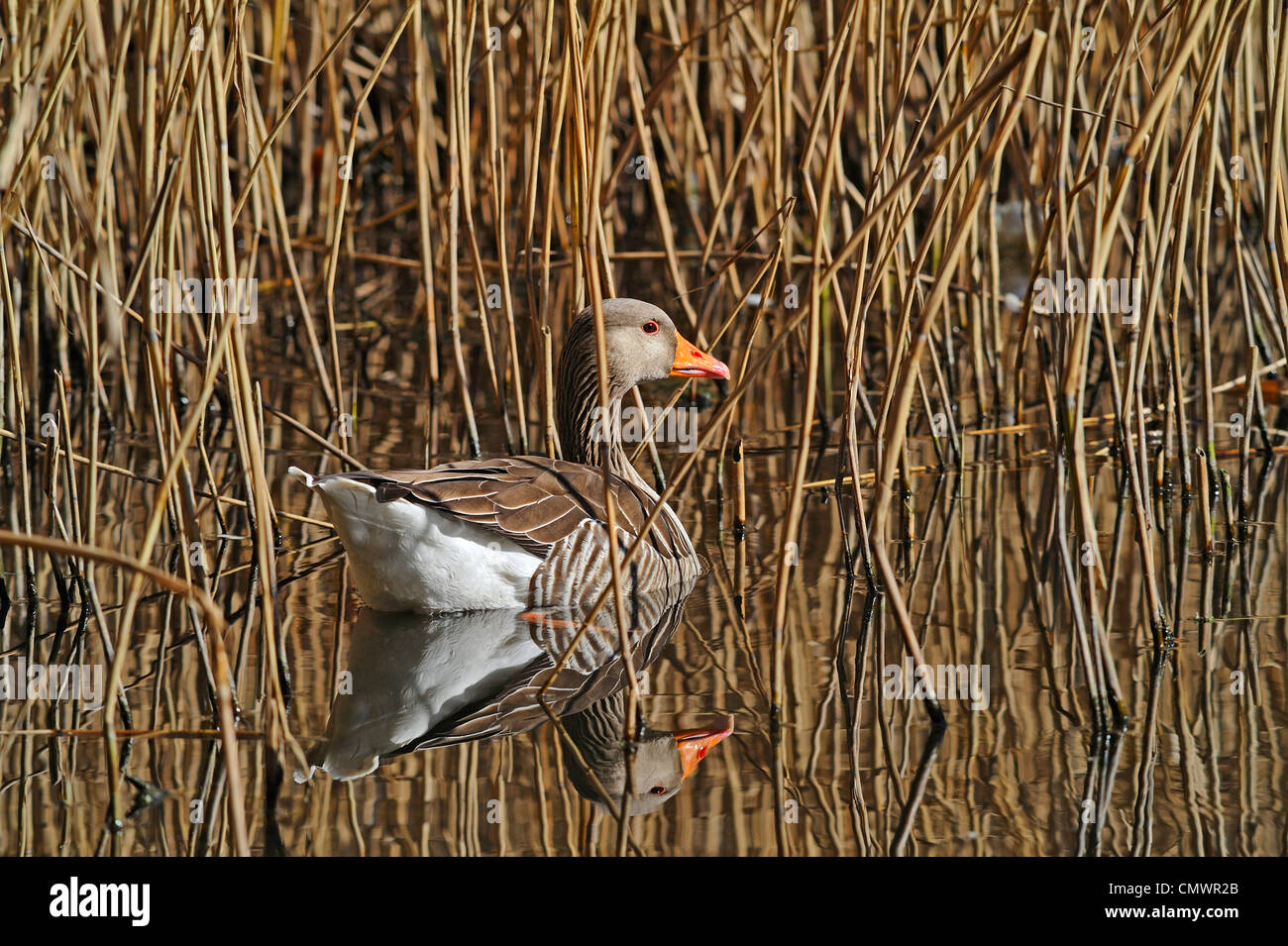 Greylag geese swimming amongst a reed bank Stock Photo - Alamy