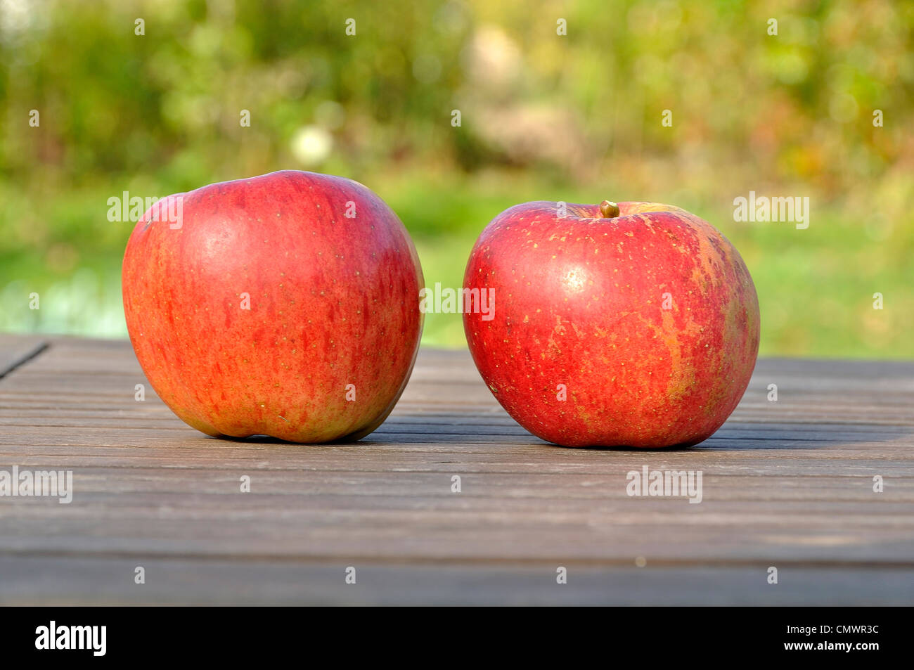 "Melrose" apples (Malus domestica) on the garden table Stock Photo - Alamy
