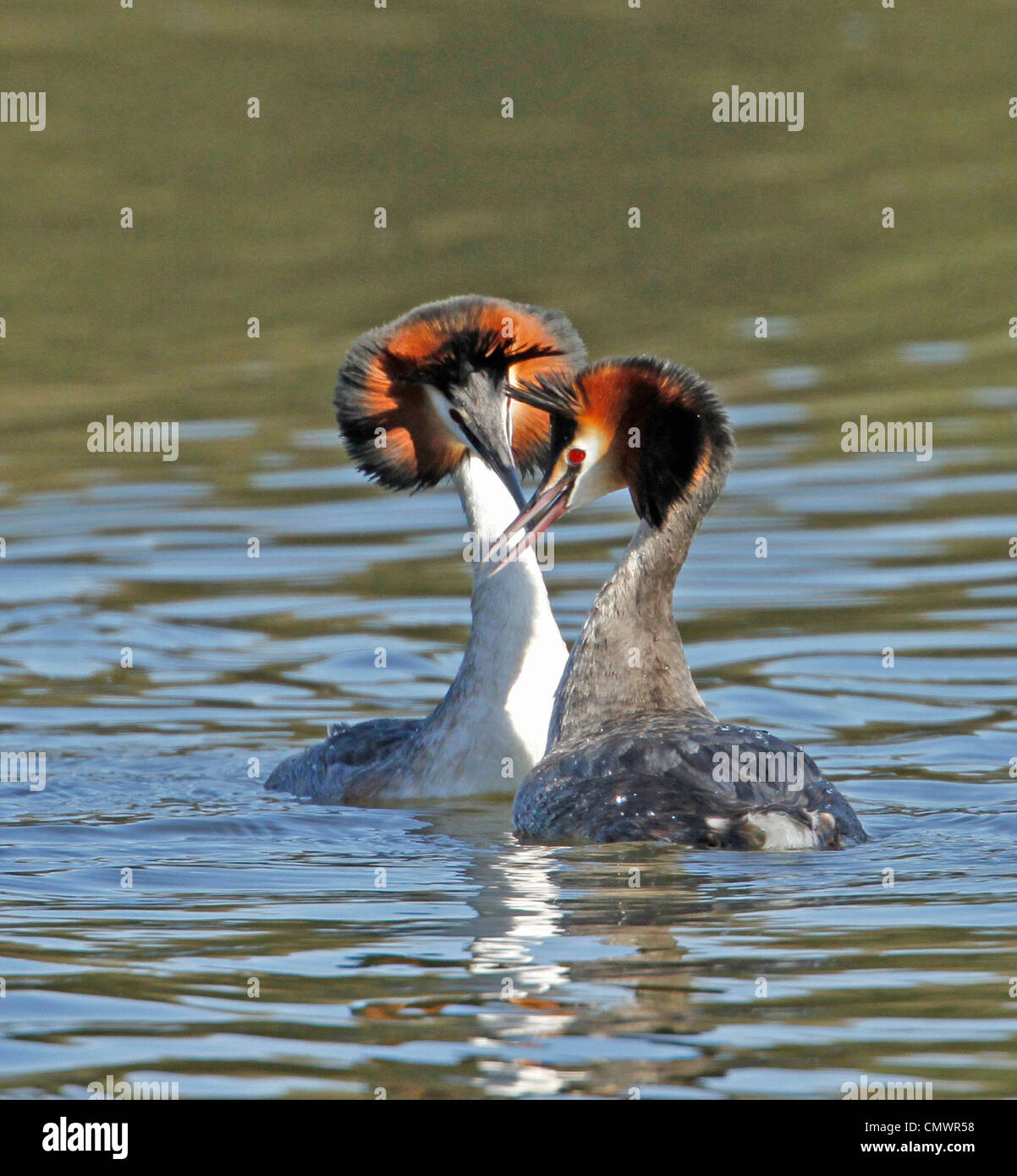Great Crested Grebe (Podiceps cristatus Stock Photo - Alamy