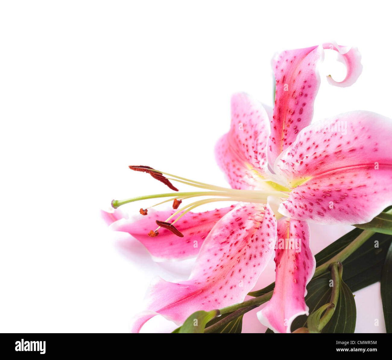 Stargazer lily hi-res stock photography and images - Alamy