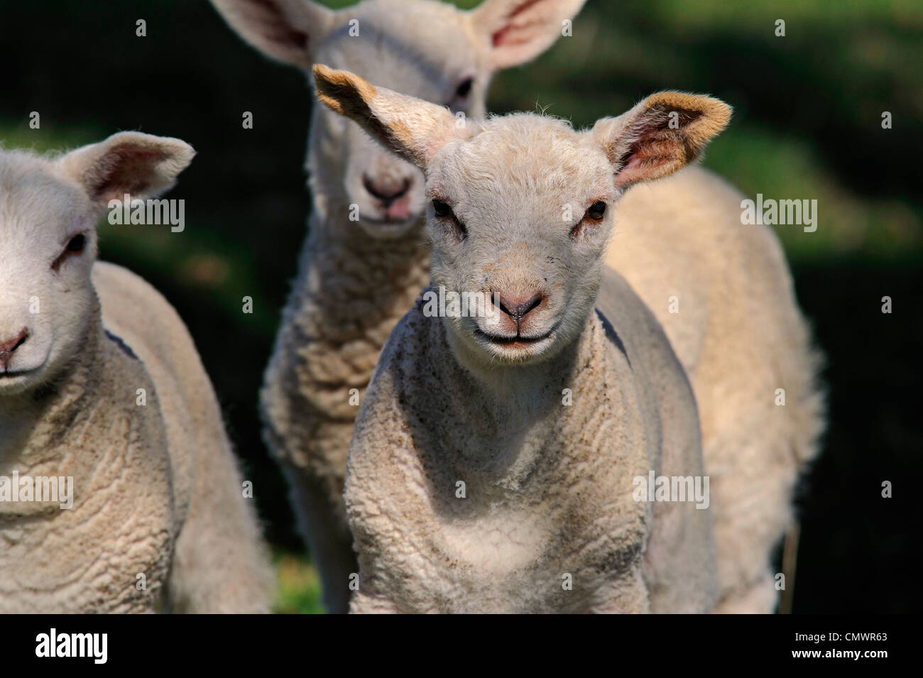 Lambs born hi-res stock photography and images - Alamy