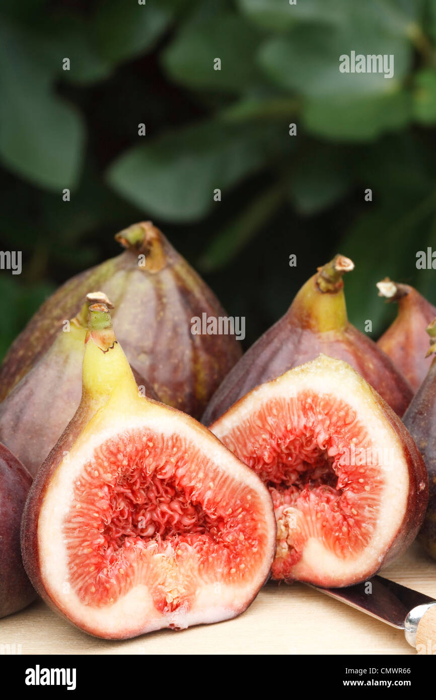 Vertical cross section leaf hi-res stock photography and images - Alamy