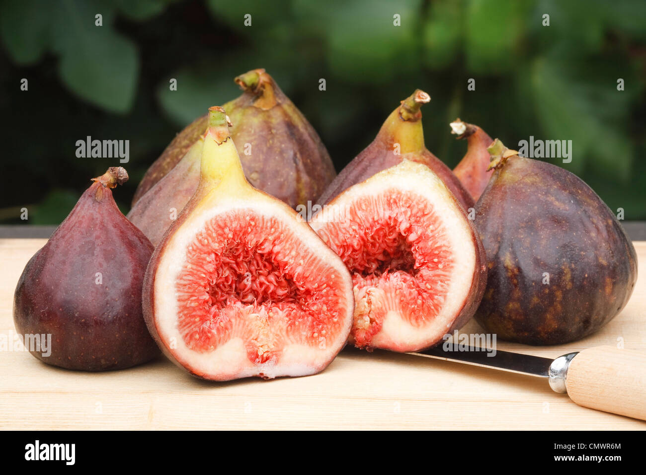 Cross section of a leaf hi-res stock photography and images - Alamy