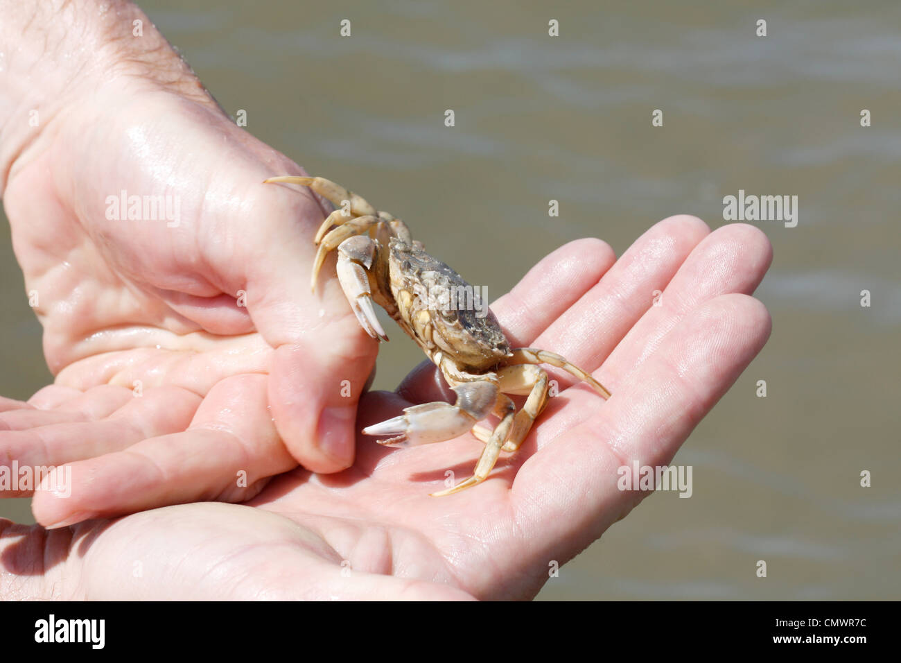 Hand holding crab Stock Photo - Alamy