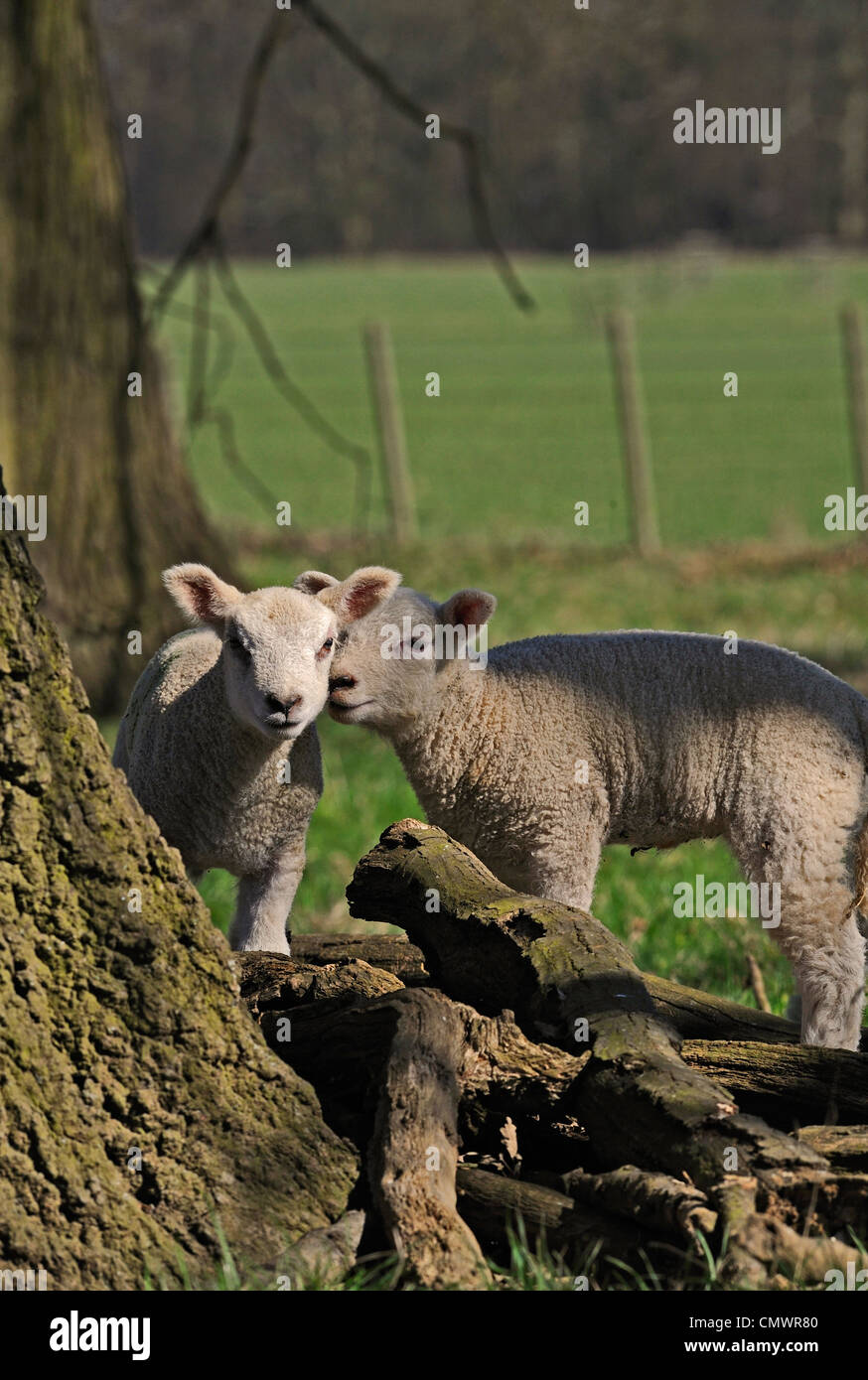 Early born lambs hi-res stock photography and images - Alamy