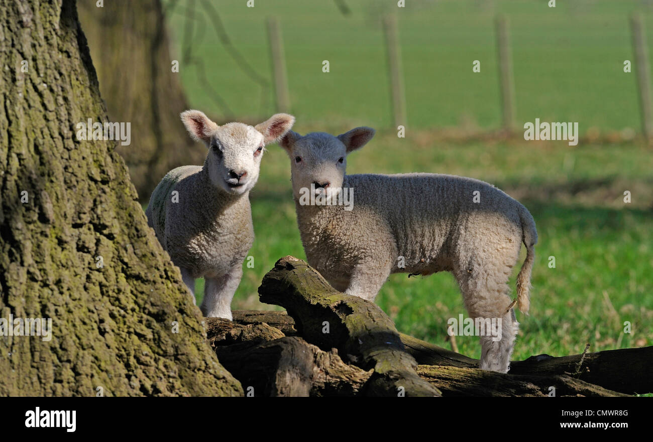 Spring lambs in the sun hi-res stock photography and images - Alamy