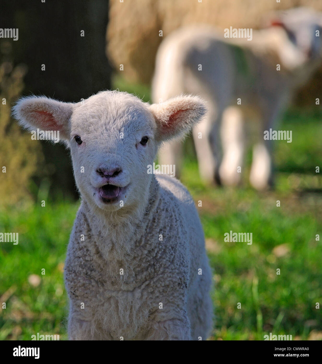 Spring lambs in the sun hi-res stock photography and images - Alamy