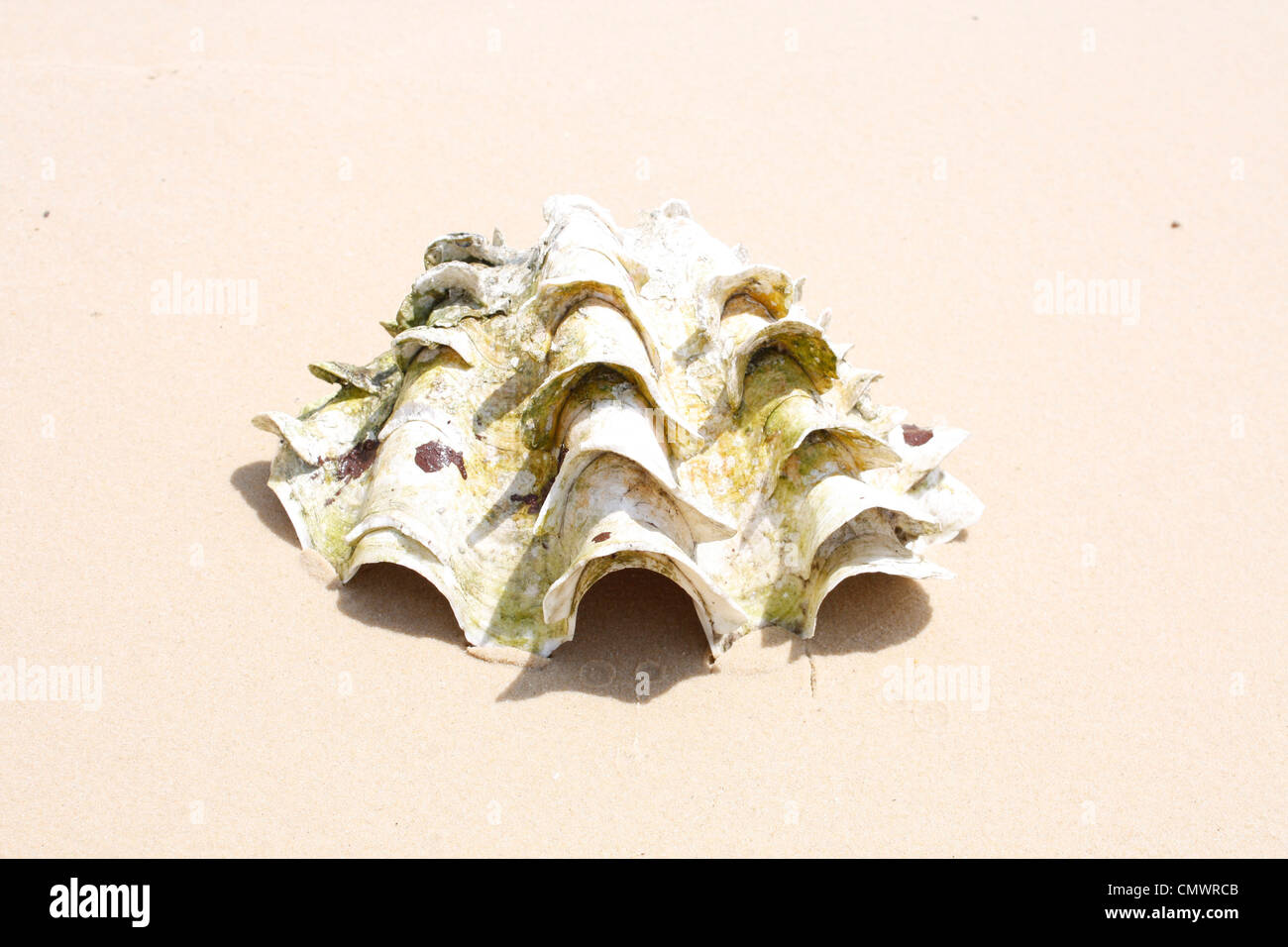 Empty conch shells hi-res stock photography and images - Alamy