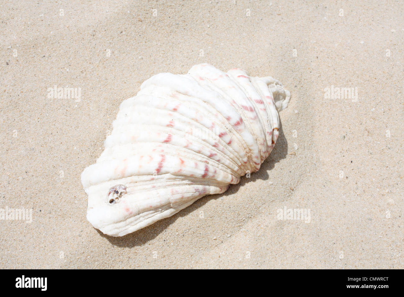 Empty conch shells hi-res stock photography and images - Alamy