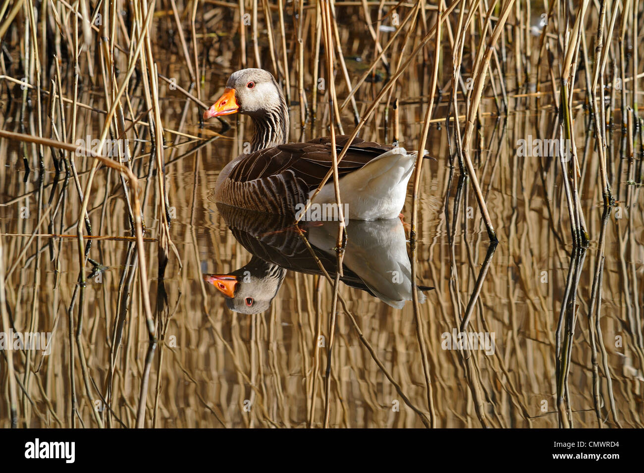 Reed bank hi-res stock photography and images - Alamy