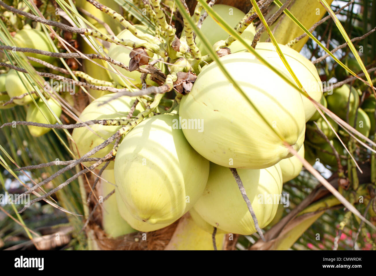 Hawaii Palm Tree Coconuts Stock Photos & Hawaii Palm Tree Coconuts ...