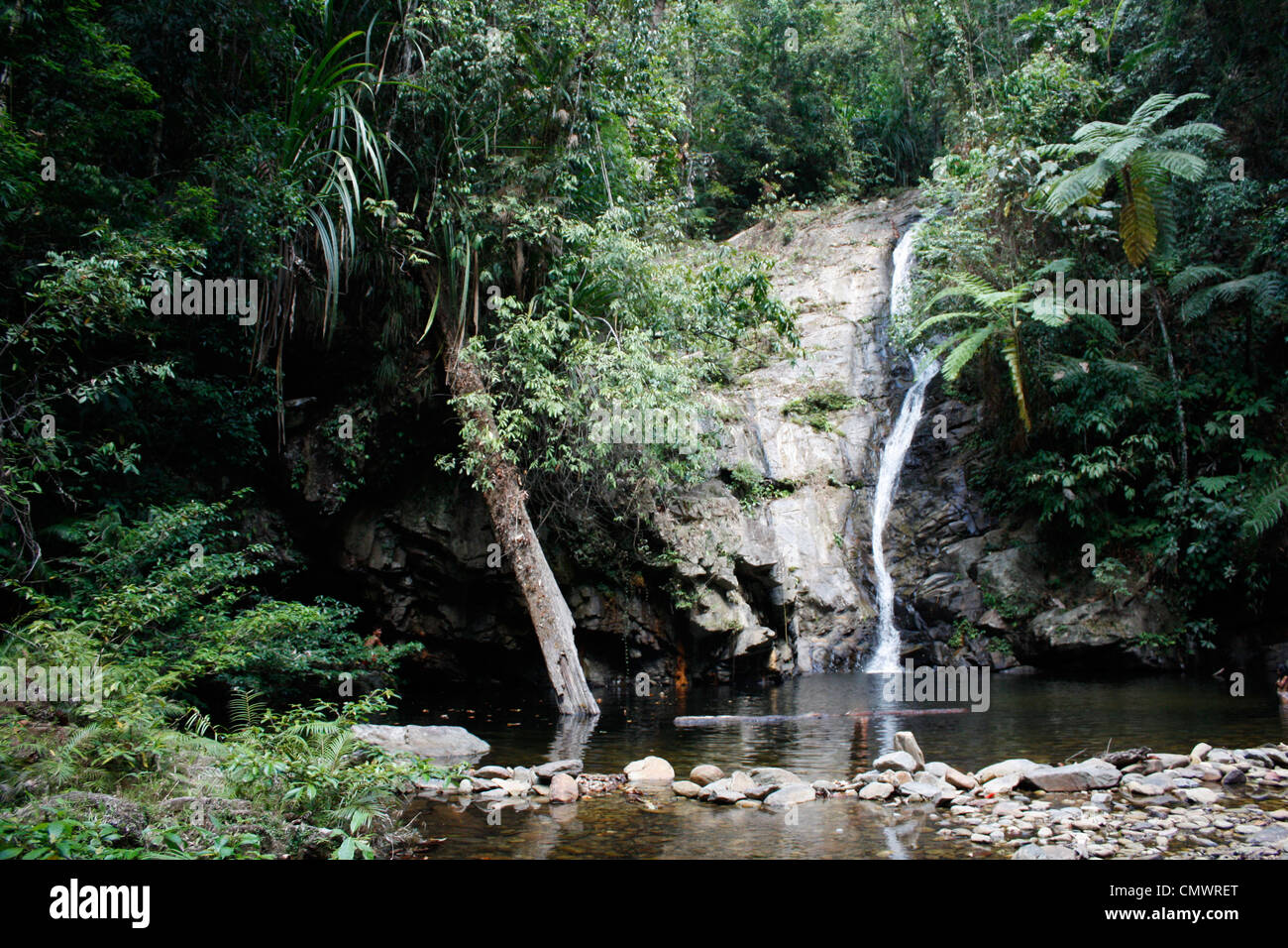 Water in the jungle hi-res stock photography and images - Alamy