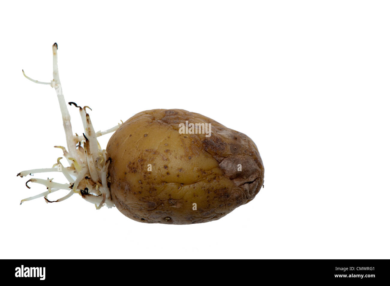 Old potato, which being stored in dark has started sprouting Stock ...