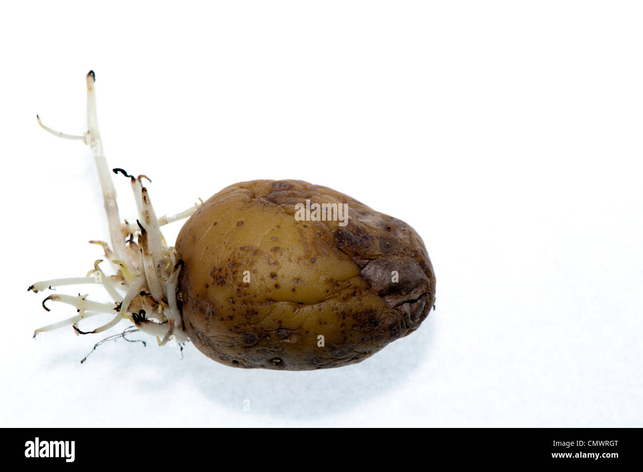Old potato, which being stored in dark has started sprouting Stock ...