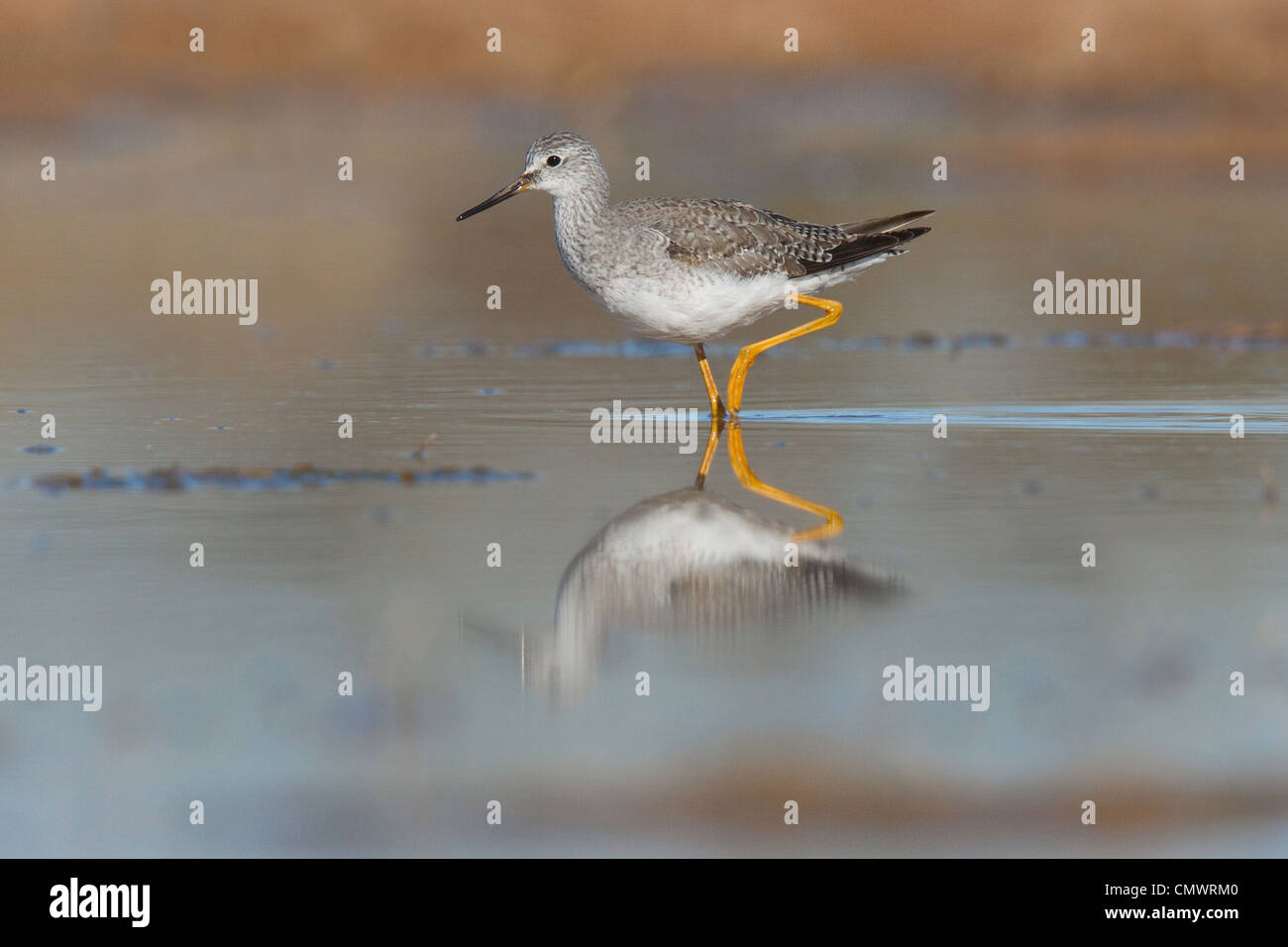 Lesser Yellowlegs Tringa flavipes Gilbert, Maricopa County, Arizona ...