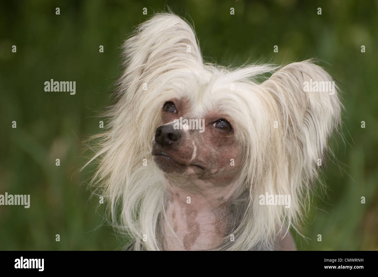 Crested Head High Resolution Stock Photography and Images - Alamy