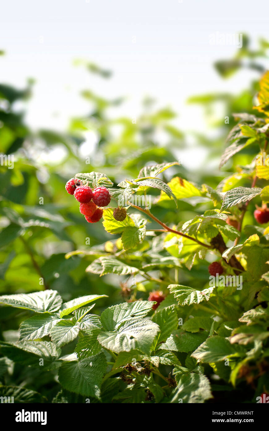 Raspberry patch hi-res stock photography and images - Alamy