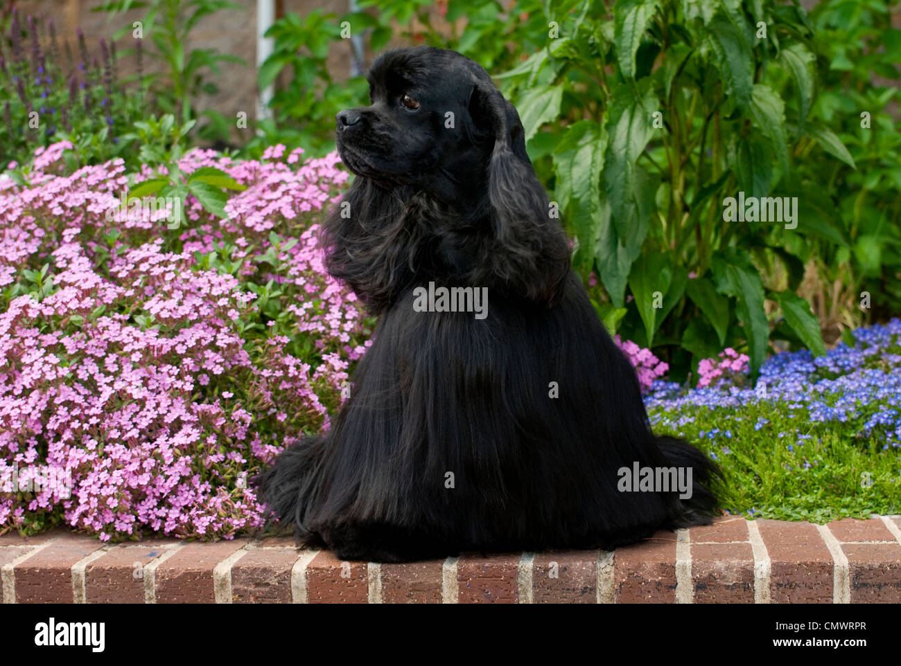 Black cocker spaniel sitting on brick wall with flowers behind Stock ...