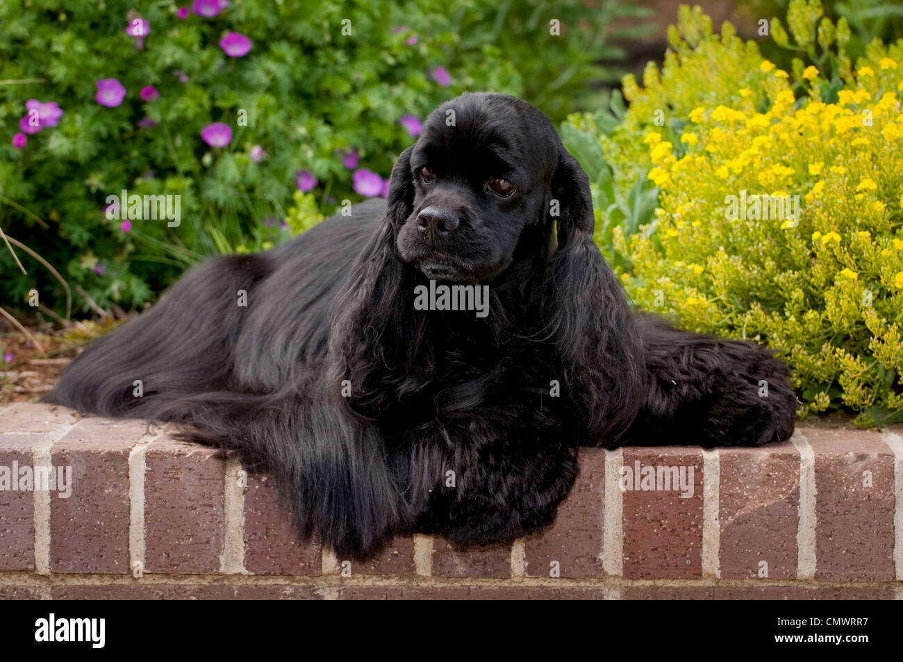 Black cocker spaniel lying on brick wall with flowers behind Stock ...
