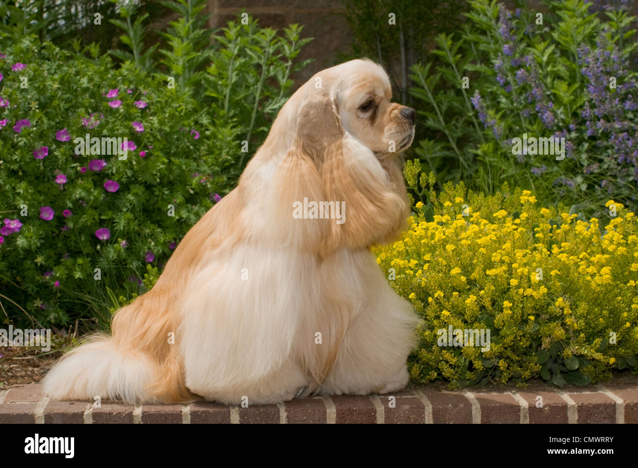 Cocker spaniel sitting hi-res stock photography and images - Alamy