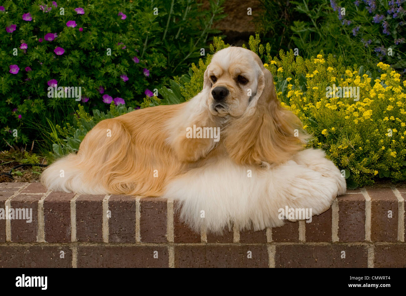 Golden cocker spaniel lying on brick wall with flowers behind Stock ...