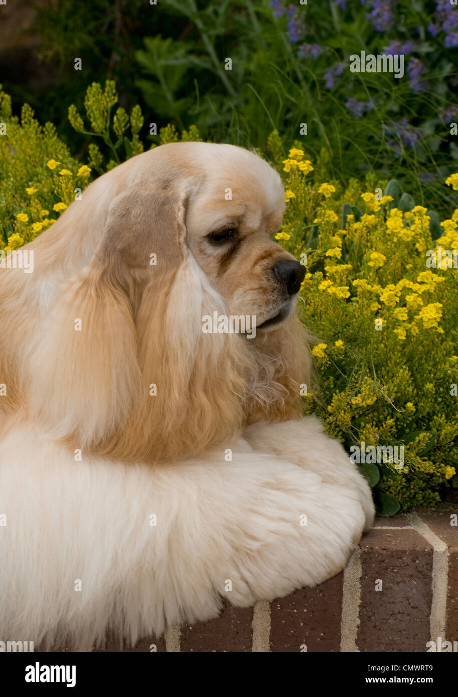 Close up of golden cocker spaniel lying on brick wall with flowers ...