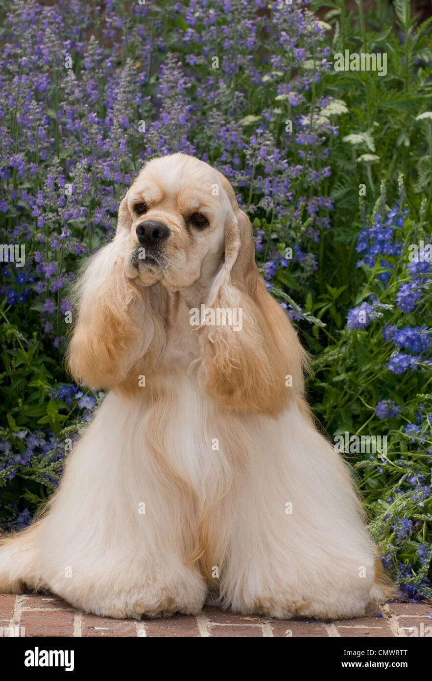 Golden cocker spaniel sitting on brick wall with flowers behind Stock ...
