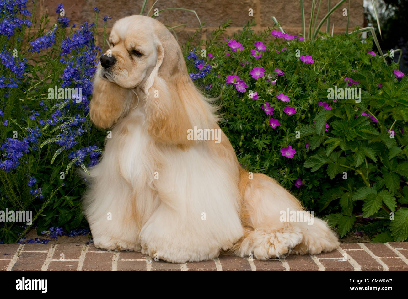 Cocker spaniel sitting hi-res stock photography and images - Alamy