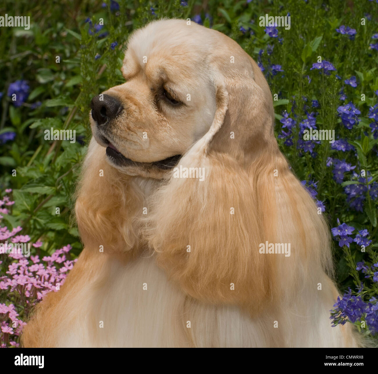Portrait of golden cocker spaniel with flowers behind-Head shot Stock ...