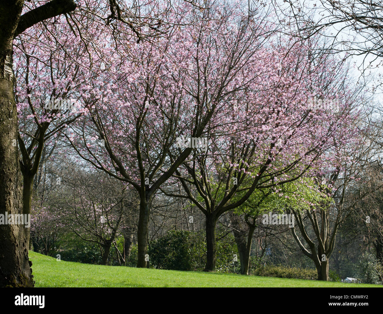 Spring in Werneth Park, Oldham, UK Stock Photo - Alamy