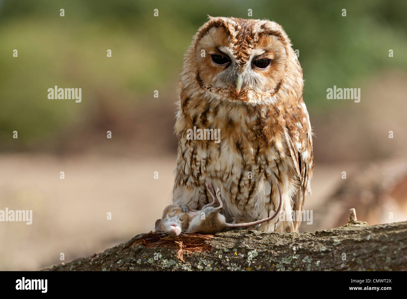 Owl mouse hi-res stock photography and images - Alamy
