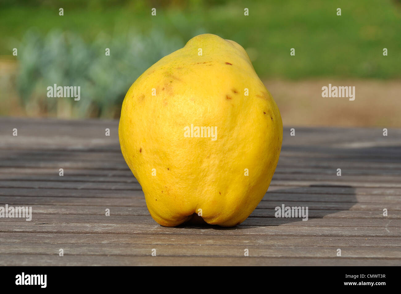 A quince (Cydonia vulgaris) on the table of the garden Stock Photo - Alamy