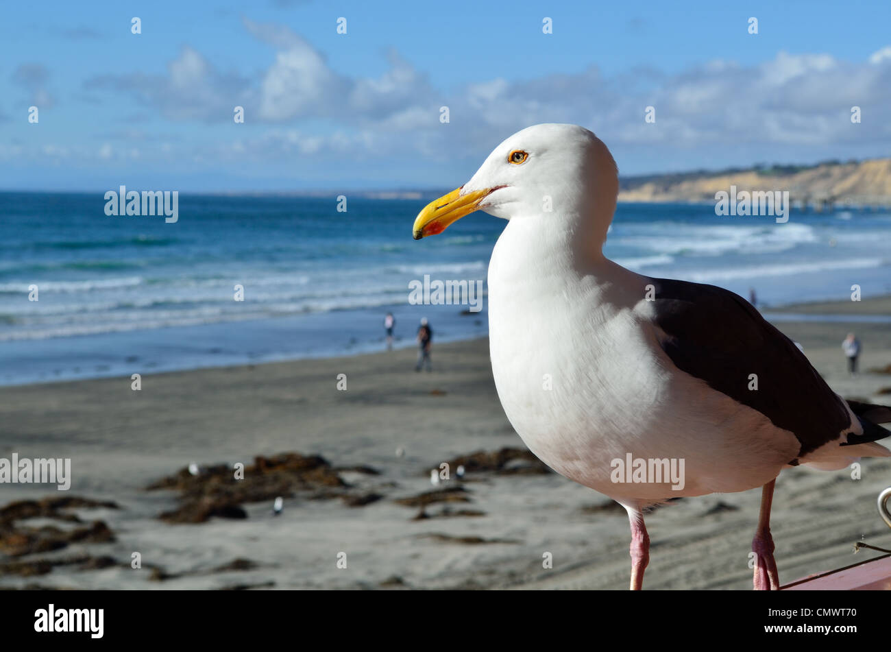 A seagull watching over sandy beach. La Jolla, California, USA Stock ...