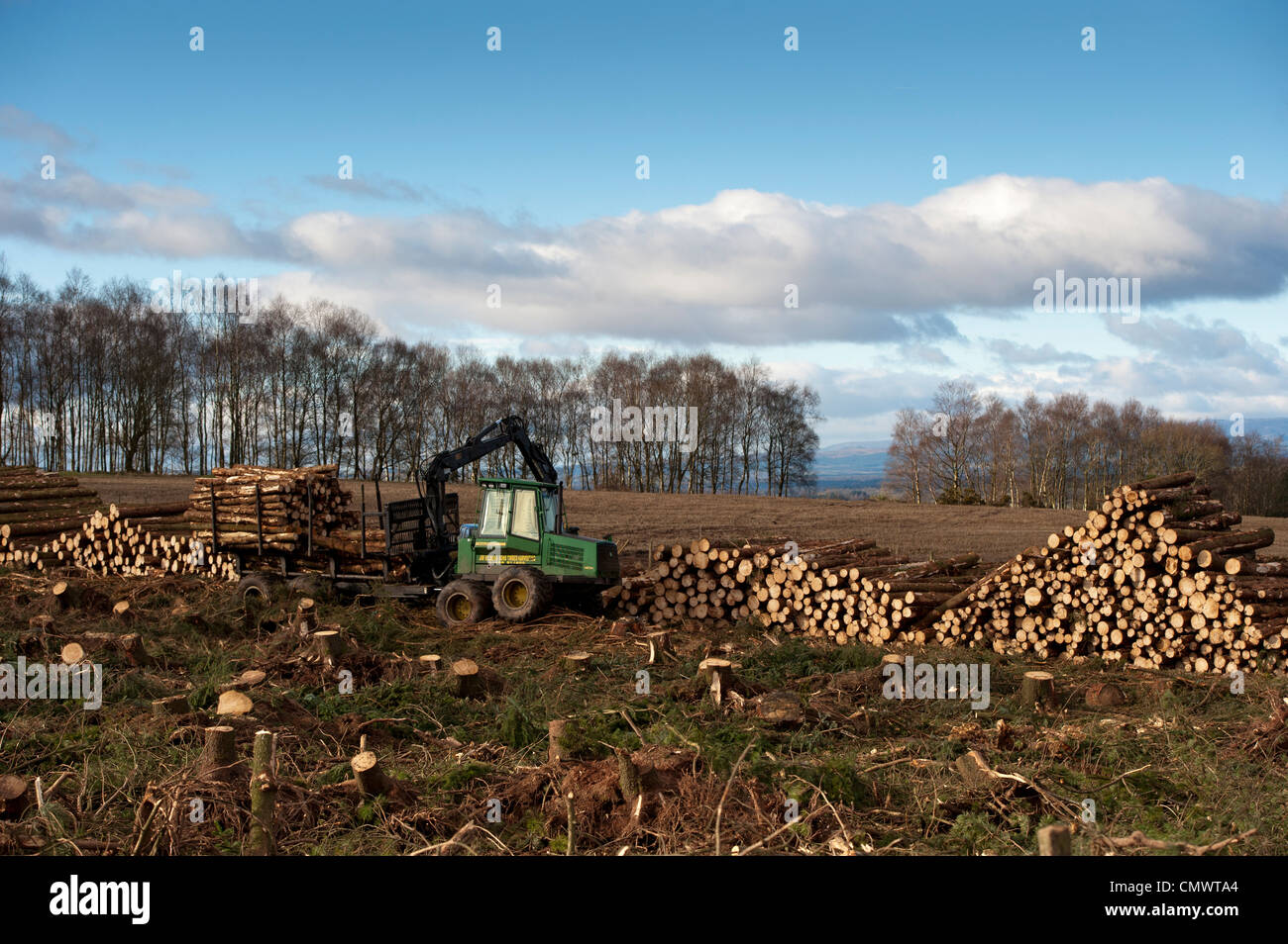 Stacking up felled timber from a pine plantation in Stirlingshire ...