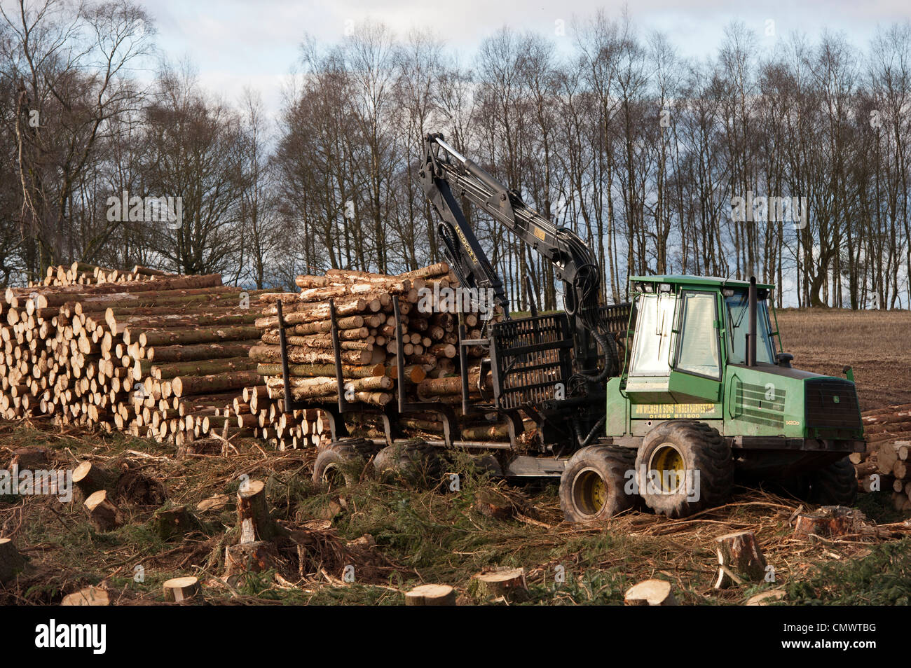Stacking up felled timber from a pine plantation in Stirlingshire ...